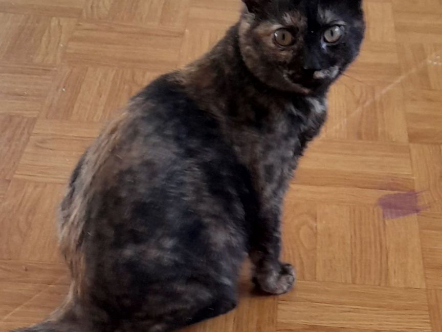 Миранда ищет дом