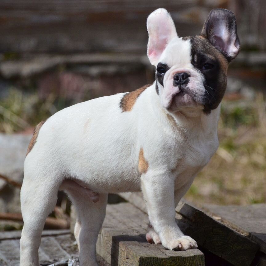 Французский бульдог, щенок