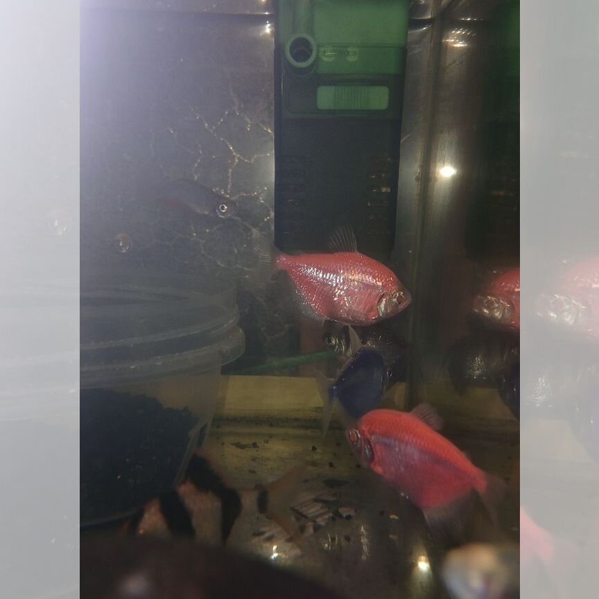 Обмен на креветок