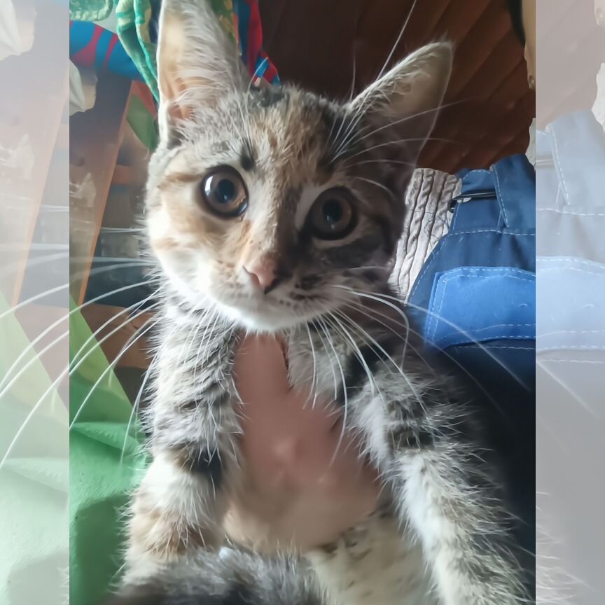 Котёнок в добрые руки