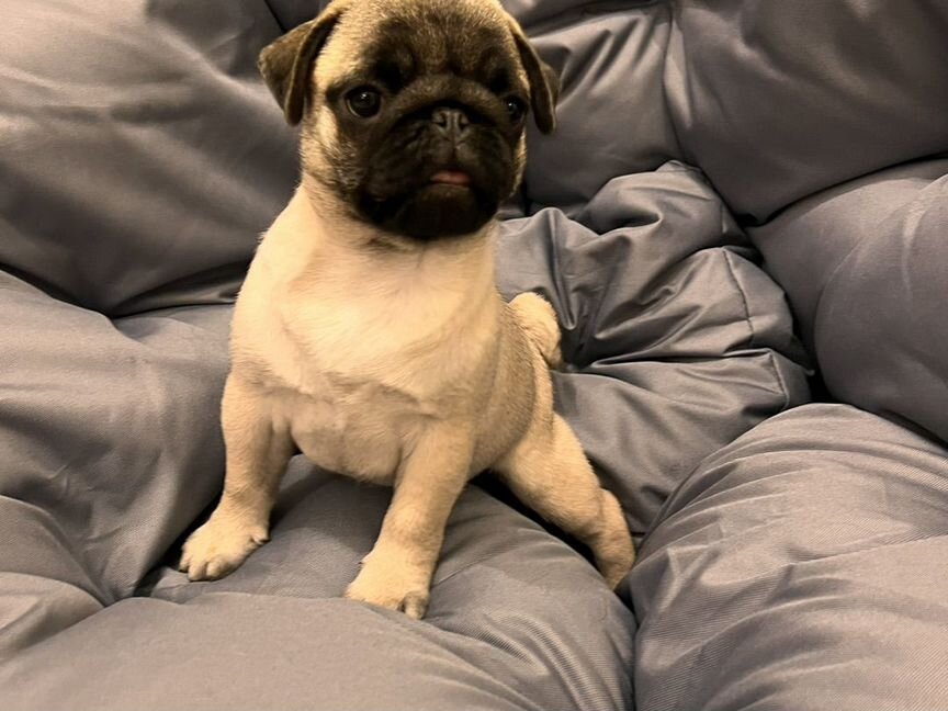 Мопс девочка 3 мес