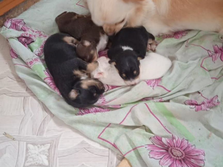 Маленькая собака чихуахуа новосибирск