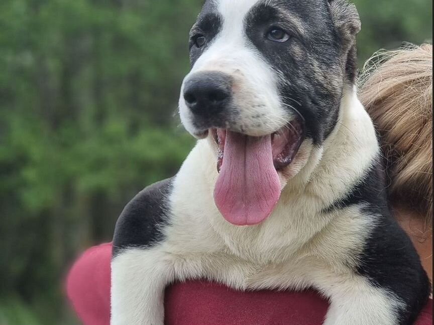 Щенки алабая с документами