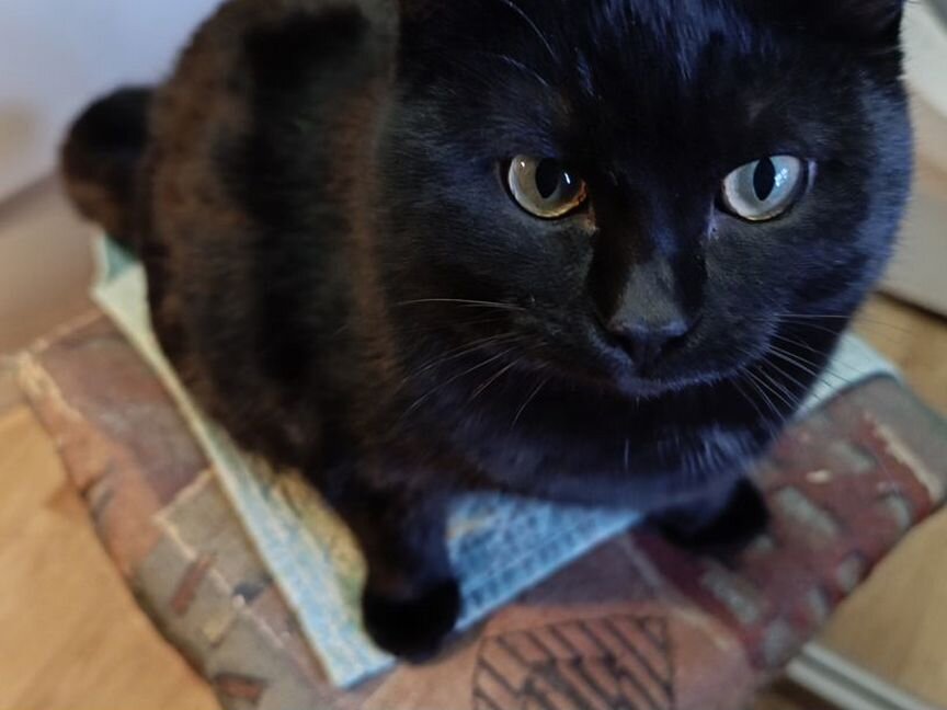 Отдам кота в добрые руки с оплатой корма