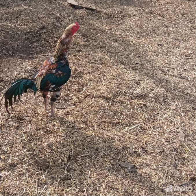 Продаются куры, петухи, цыплята породы шамо кореец