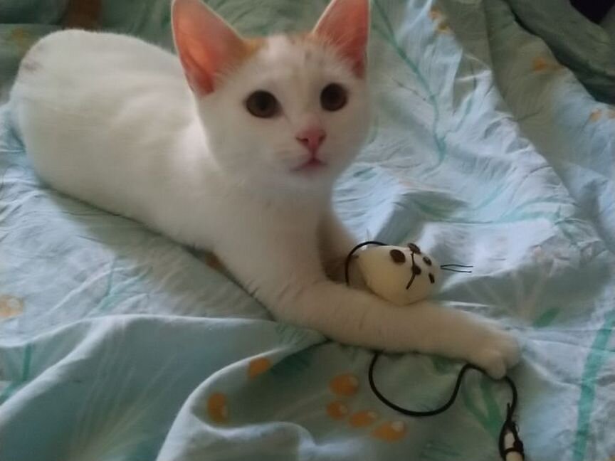 Белый мальчик котик, 5 мес, рыжий хвост