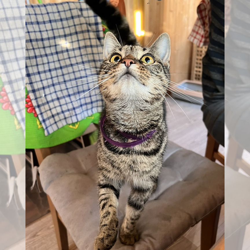 Кошка крысоловка в хорошие руки(с документами)