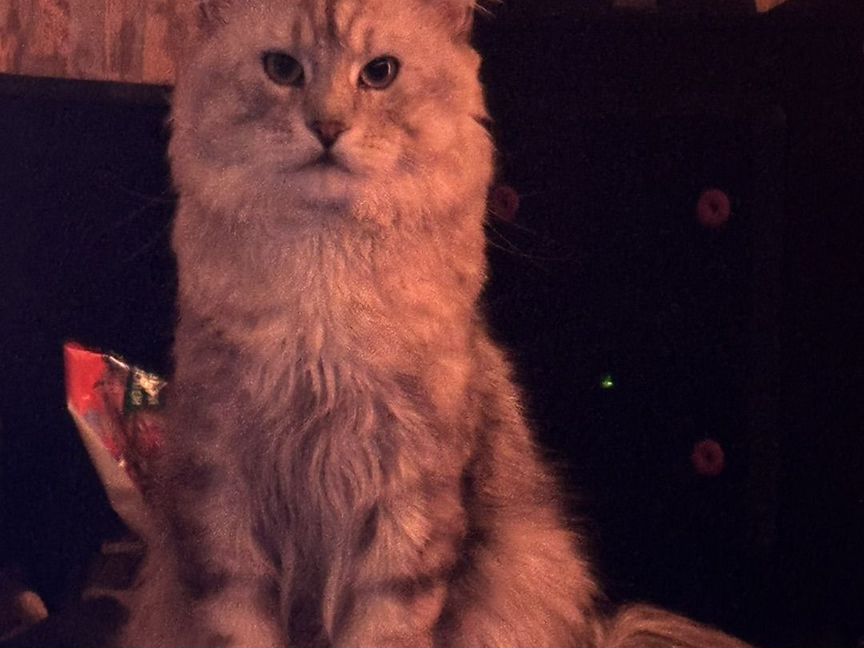 Кот