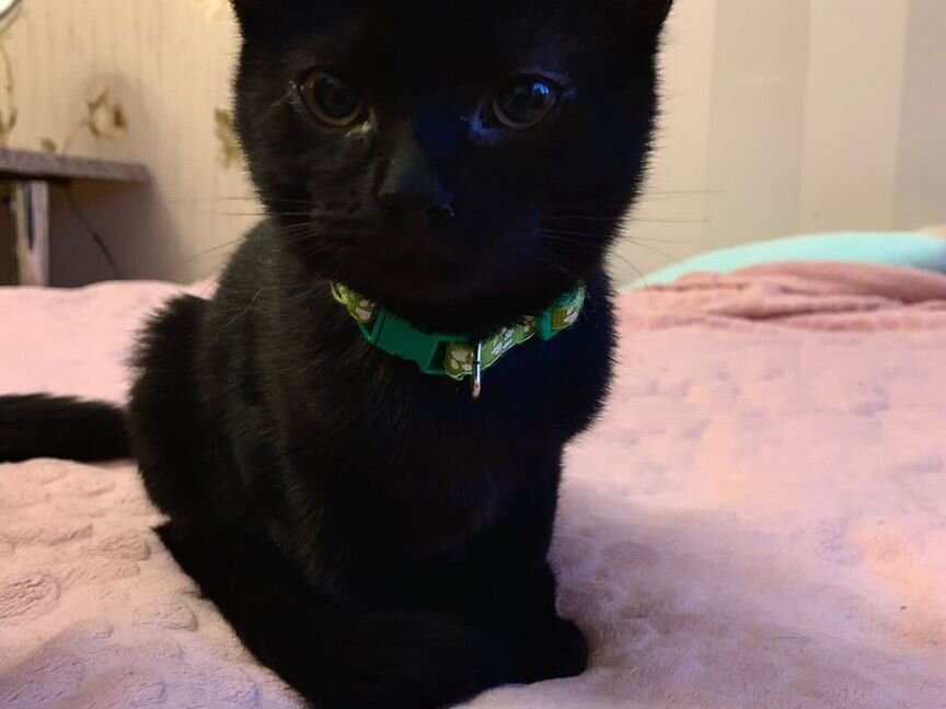 Умная кошечка в добрые руки