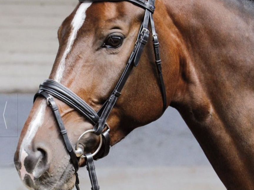 Уздечка для пони