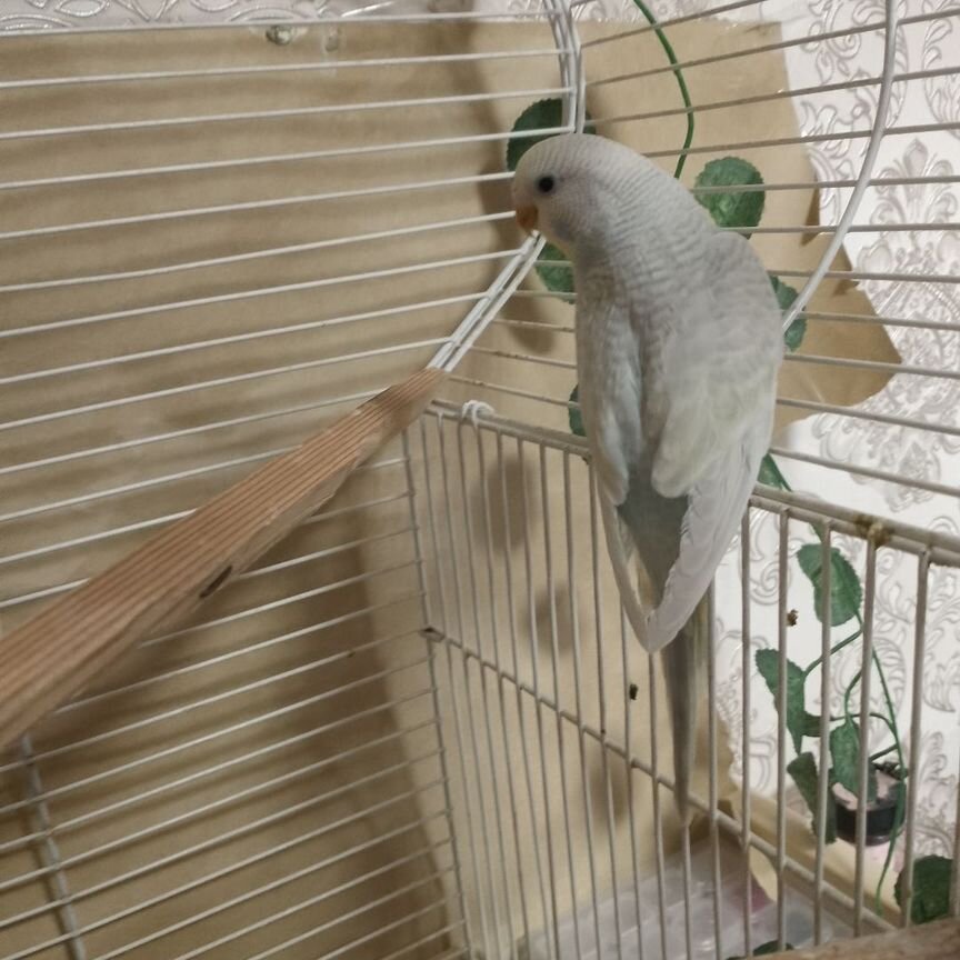 Волнистый попугай