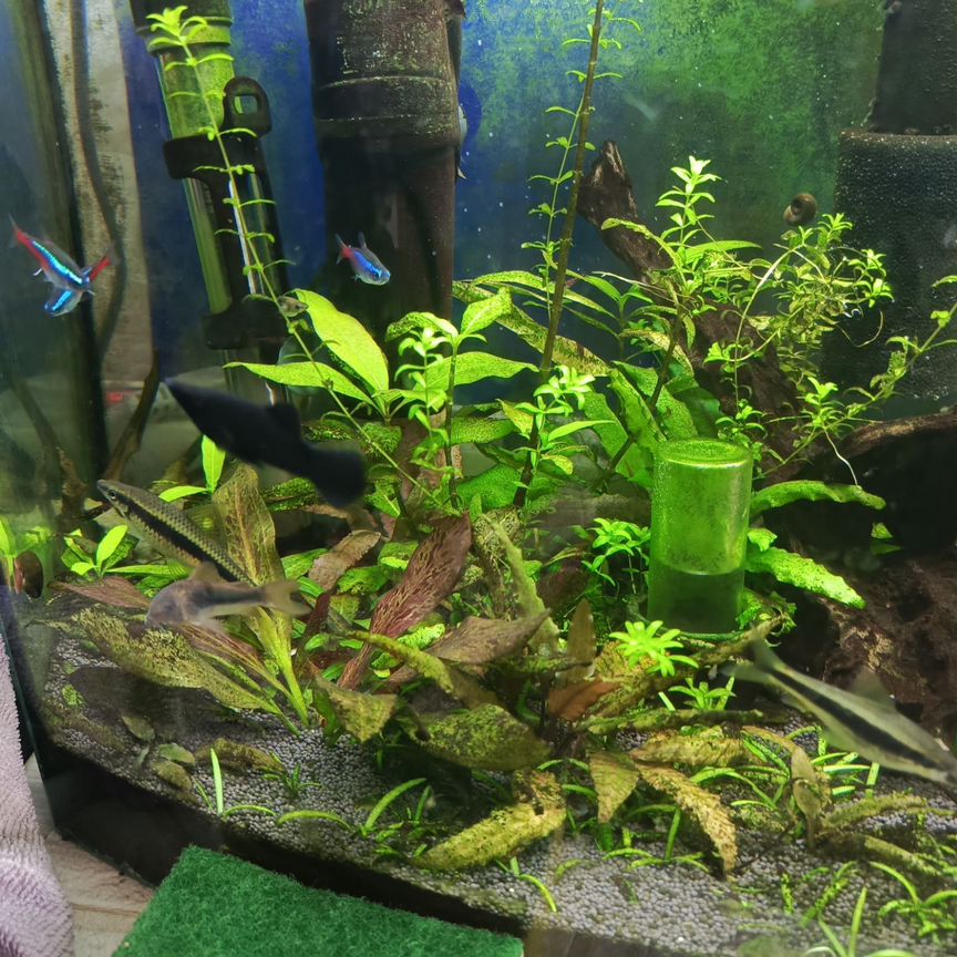 Сиамский водорослеед