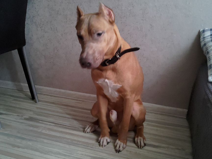 Стафф в добрые руки