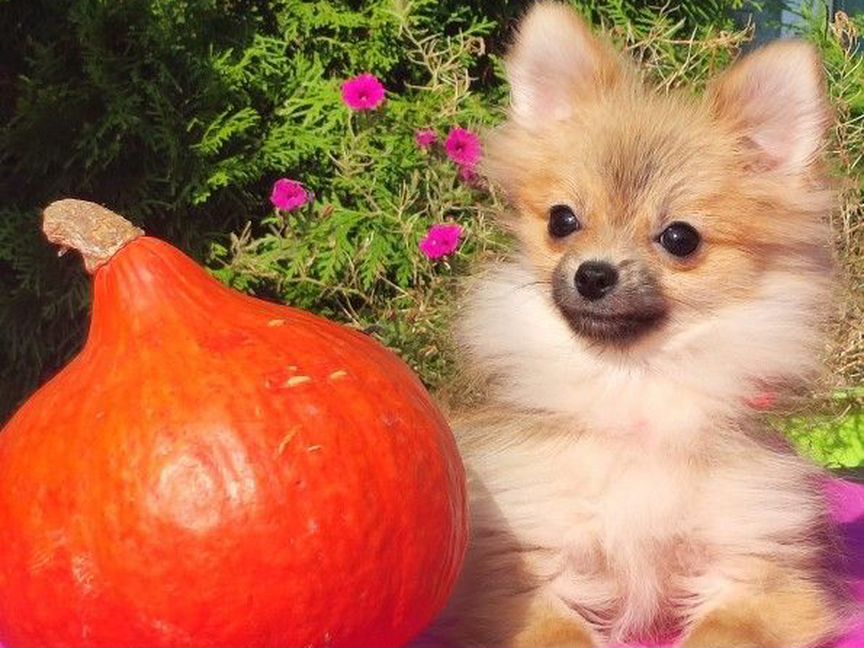 Померанский шпиц девочка минюшка