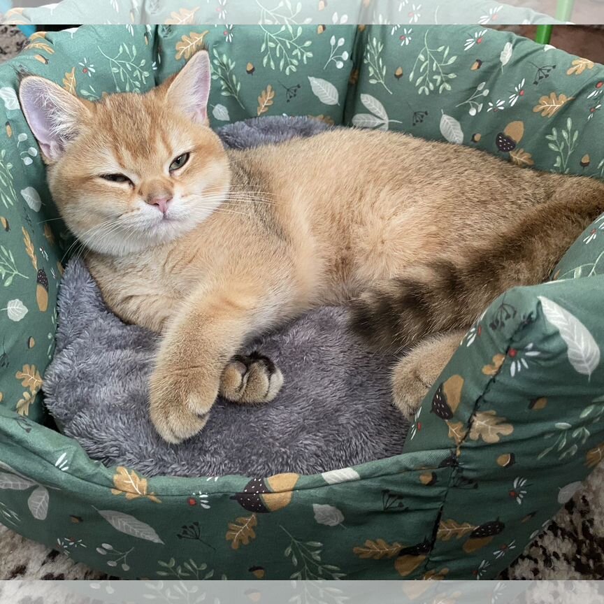 Британский короткошёрстный котёнок