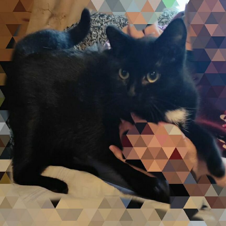 Кошка черная целовашка и обнимашка