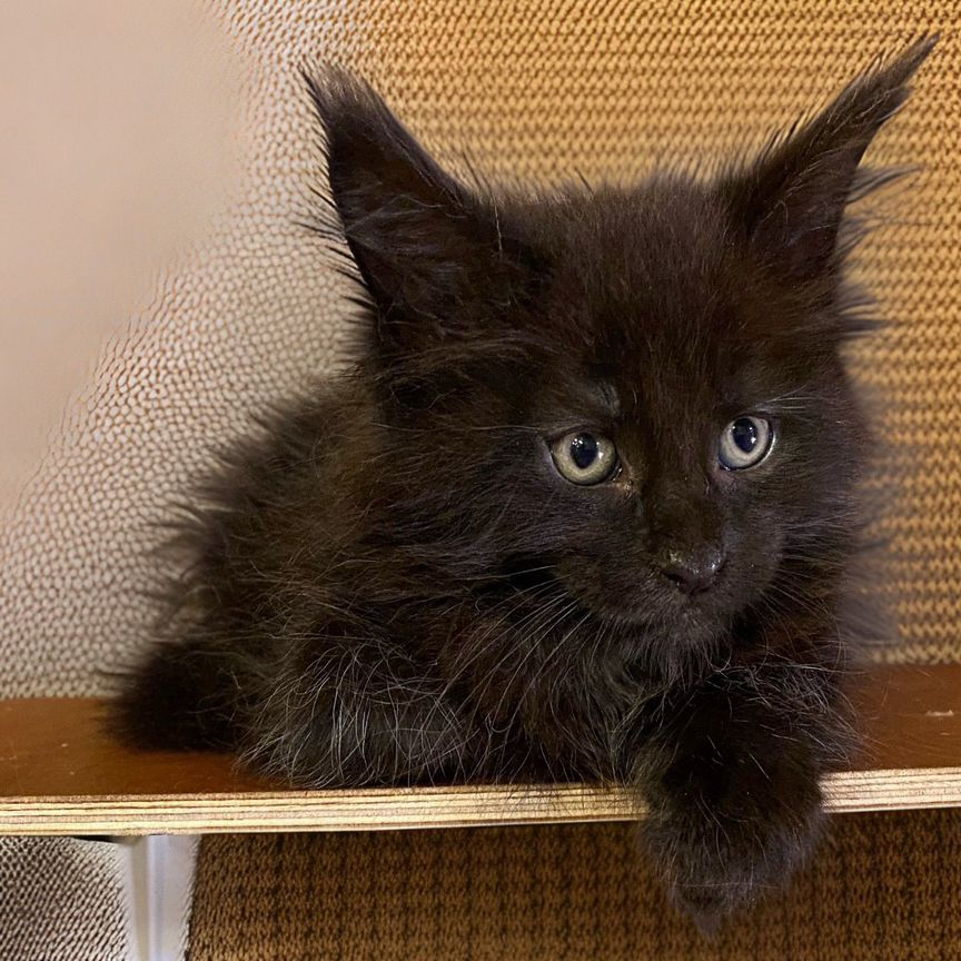 Мейн-кун котёнок