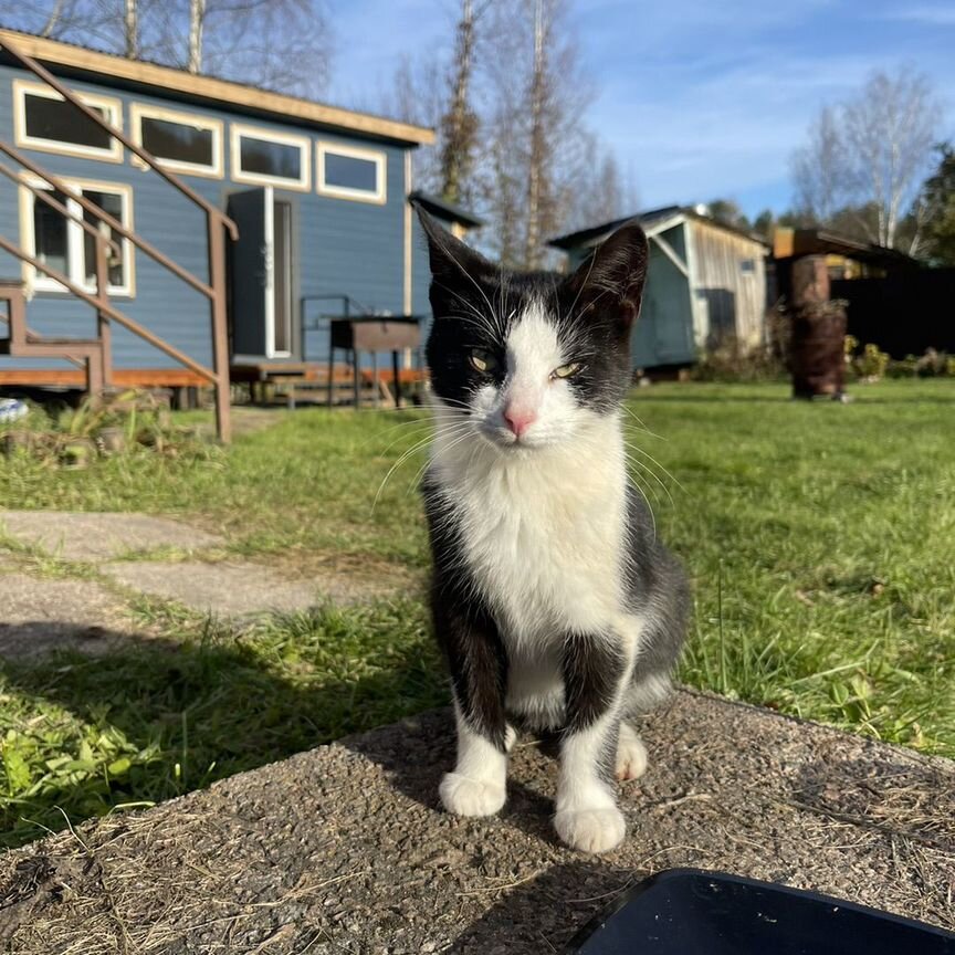 Котик бесплатно