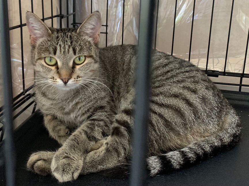 Ася в добрые руки