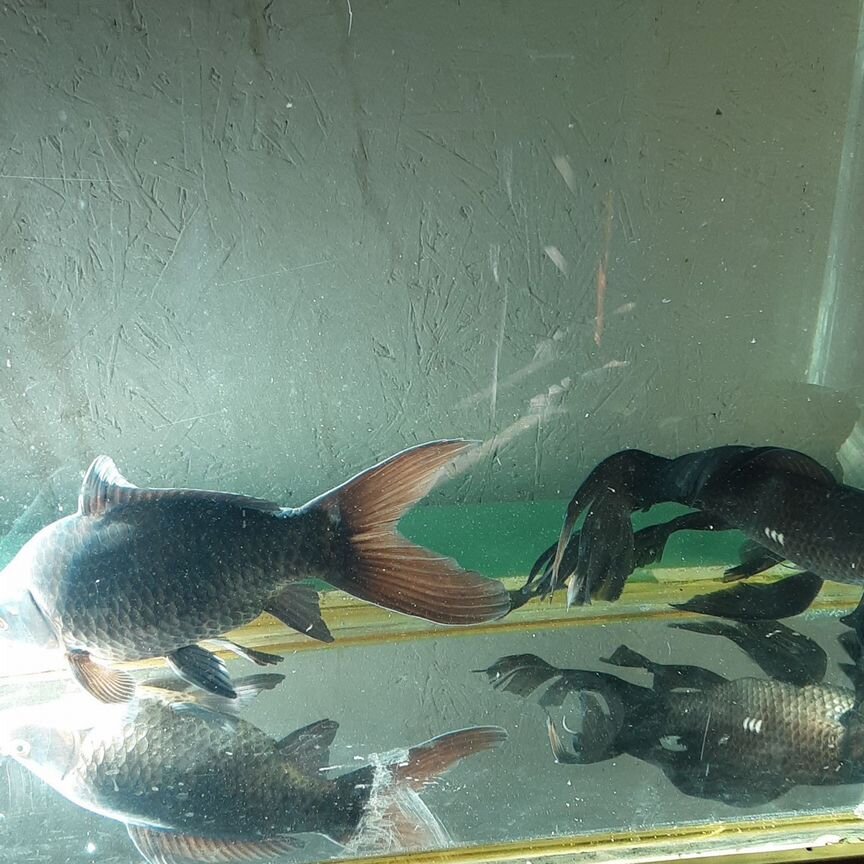 Аквариумные рыбки кометы