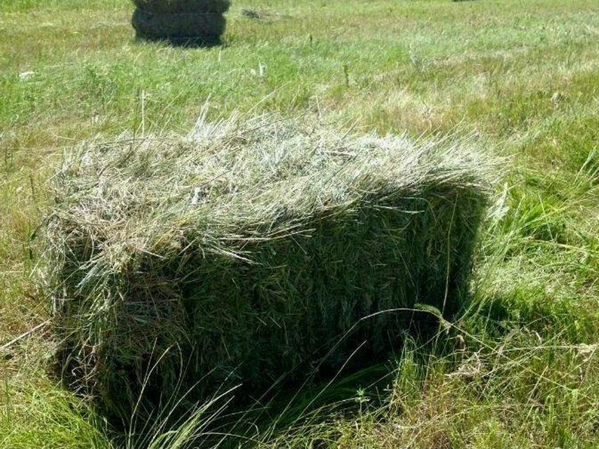 Продается сено люцерны