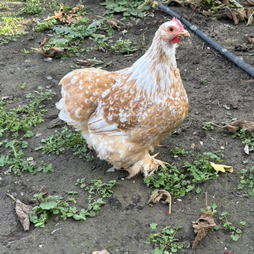 Породистые куры