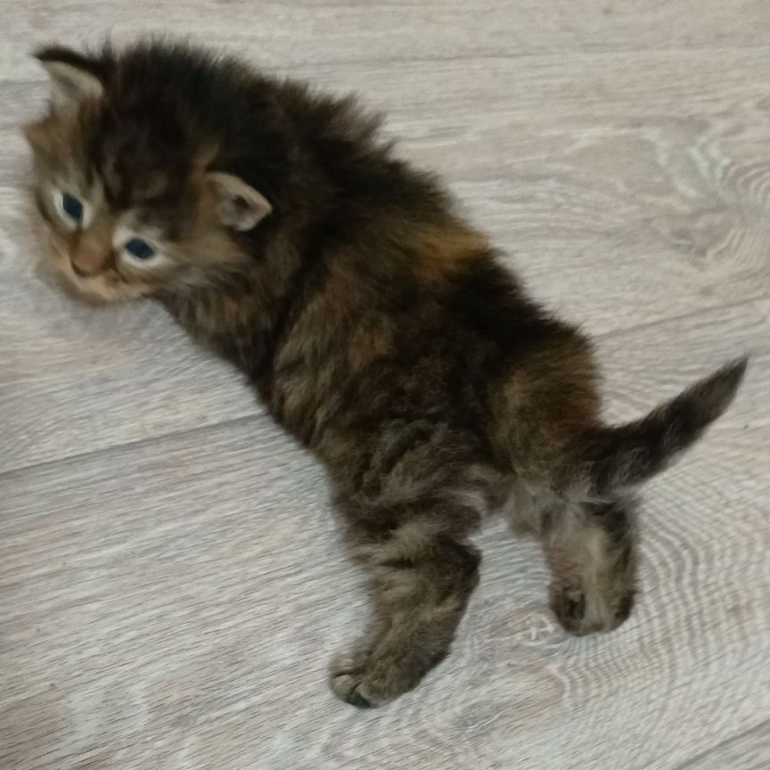 Мейн-кун котёнок