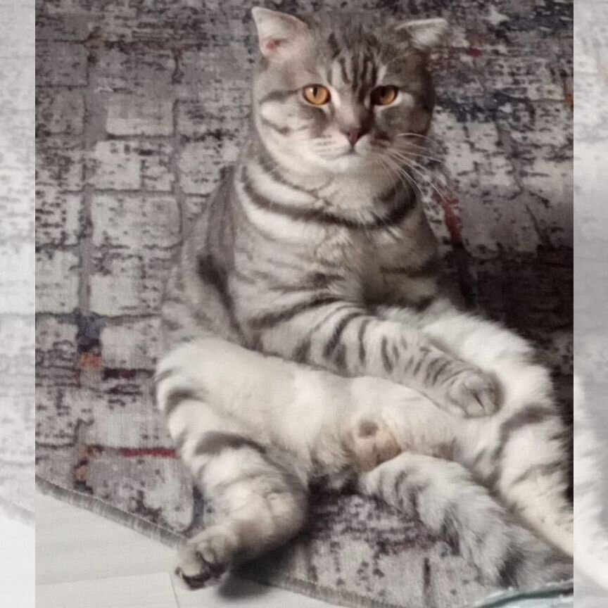 Шотландский вислоухий короткошёрстный, взрослый кот