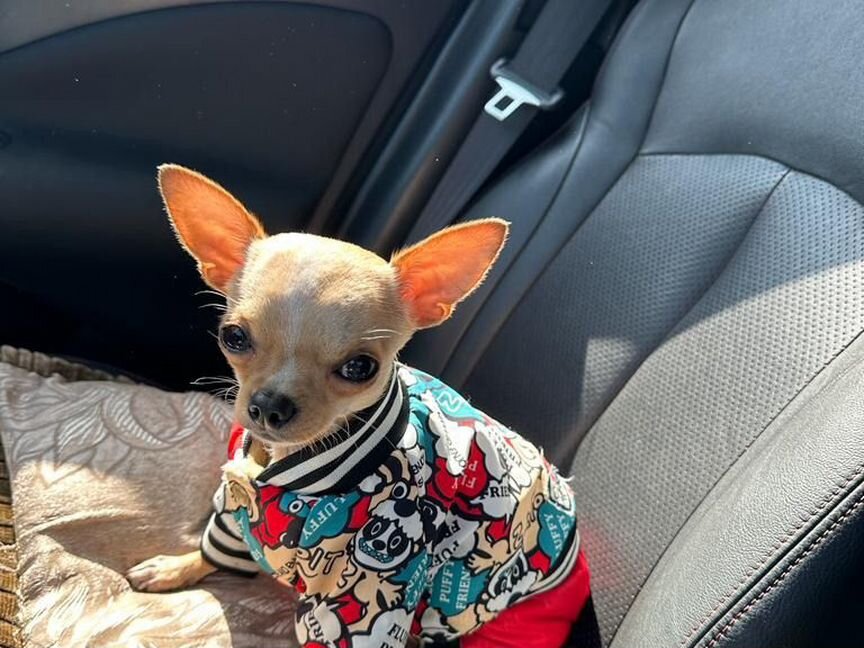 Вязка чухуа мальчик