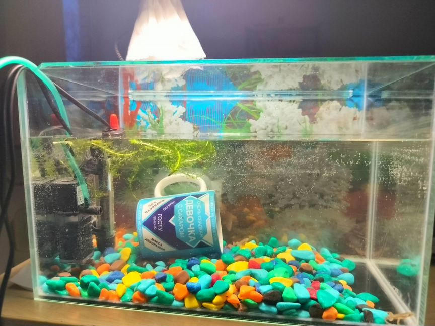 Аквариум с лягушками