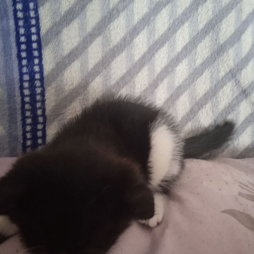 Отдам котенка в добрые руки