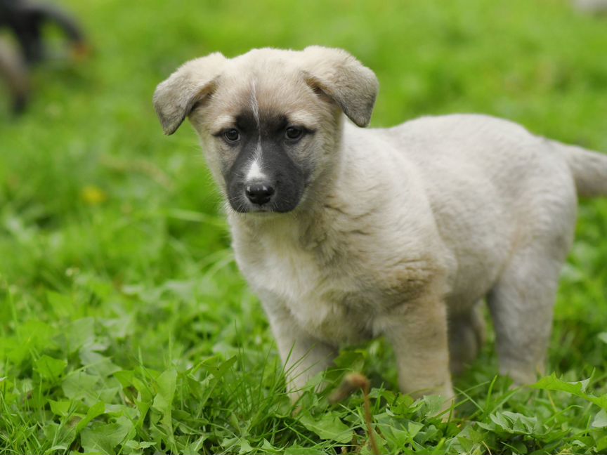 Щенок Лада в добрые руки