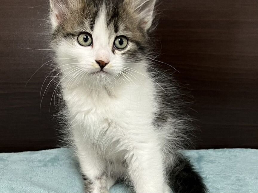 Котенок девочка в добрые руки