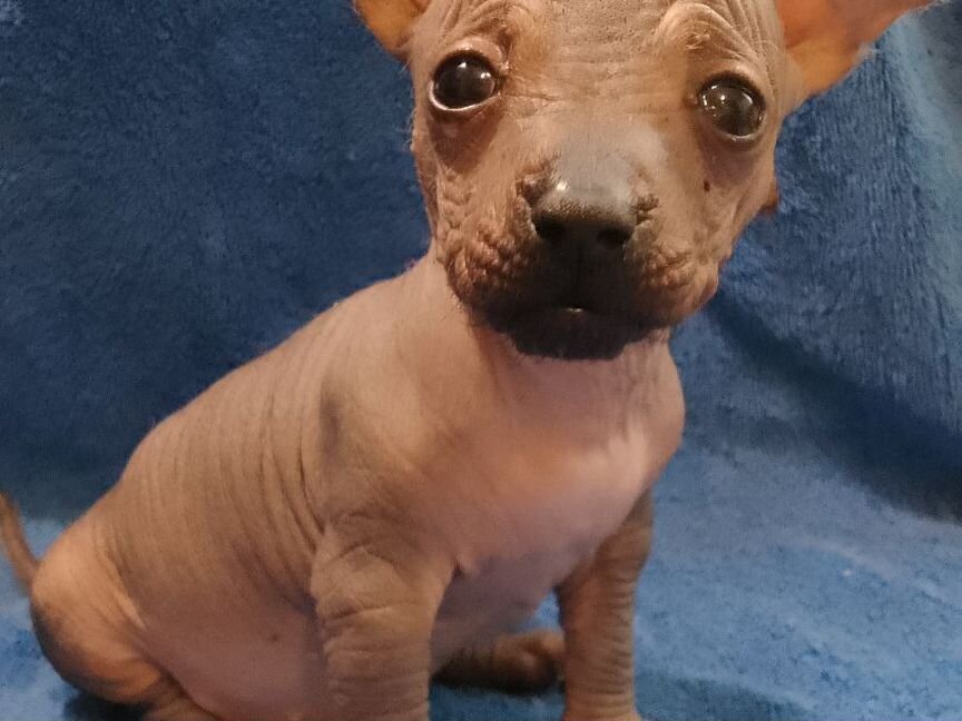 Мексиканская голая собака. Мальчики