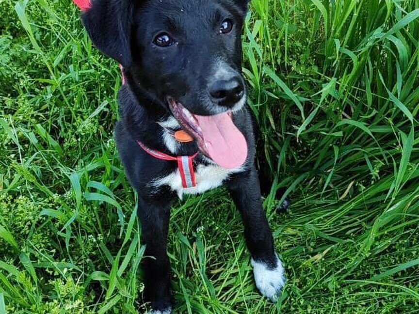 Собака в добрые руки щенок