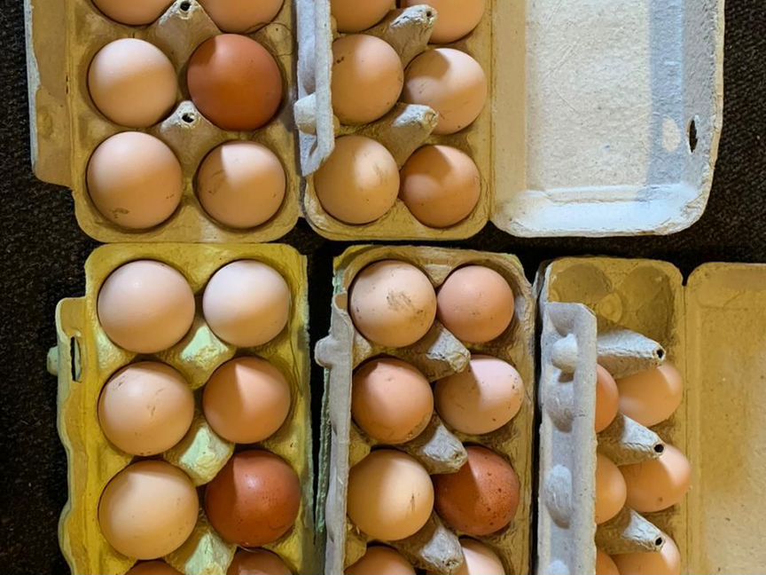 Инкубационное яйцо кур несушек разные
