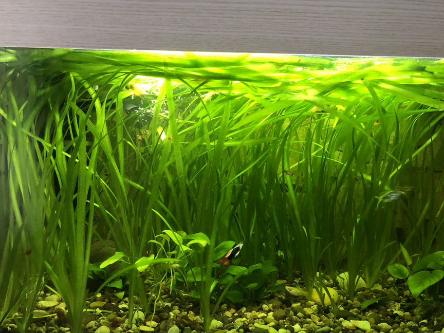 Аквариумные растения