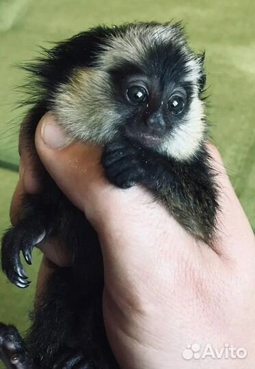 Малыши обезьянок