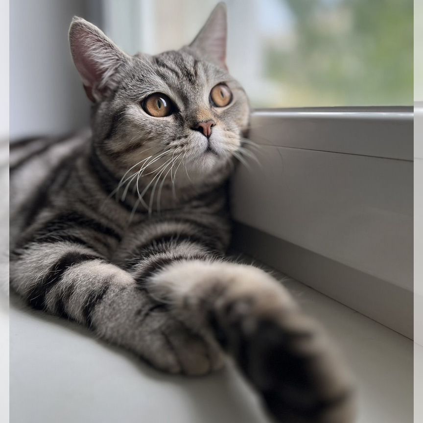 Шотландский кот на вязку