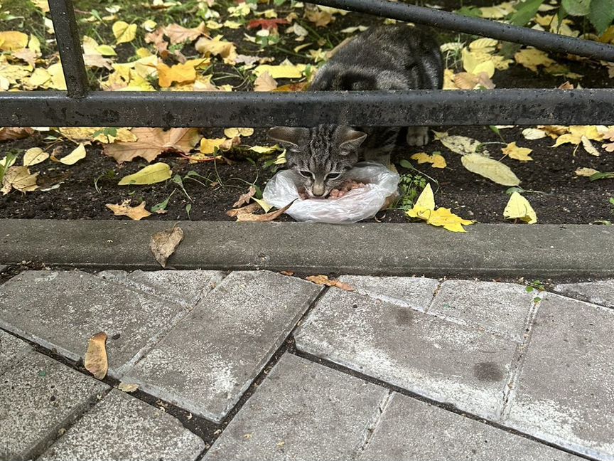 Котенок ищет дом