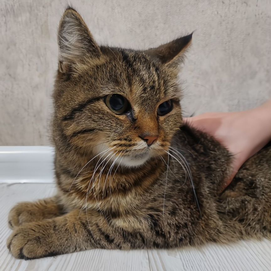 Чаузи, взрослая кошка