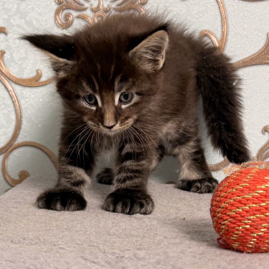 Мейн-кун котёнок