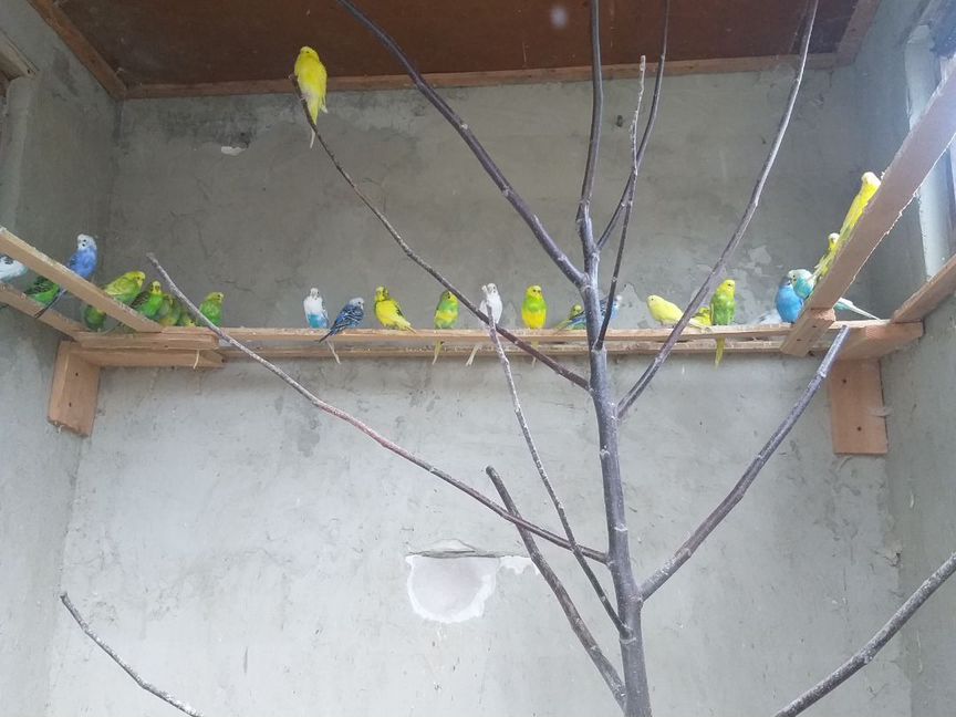 Волнистый попугай