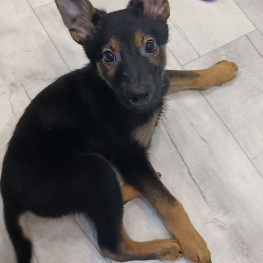 Щенок 3,5 мес