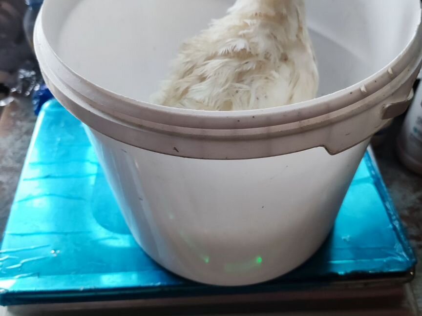 Перепела, Техасс