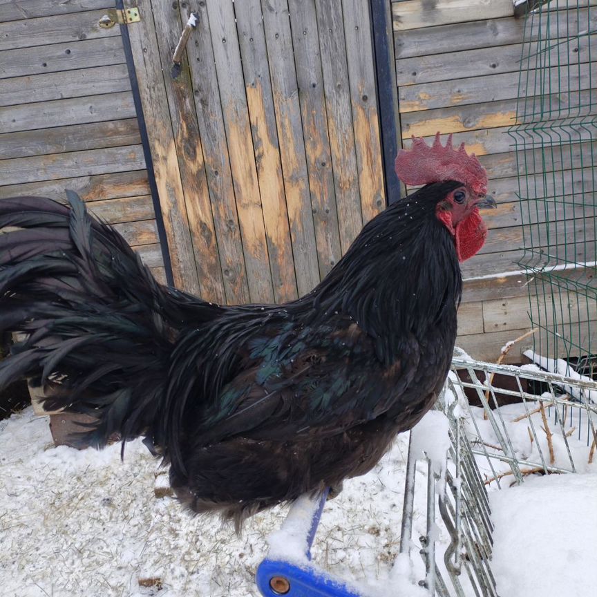 Черный петух