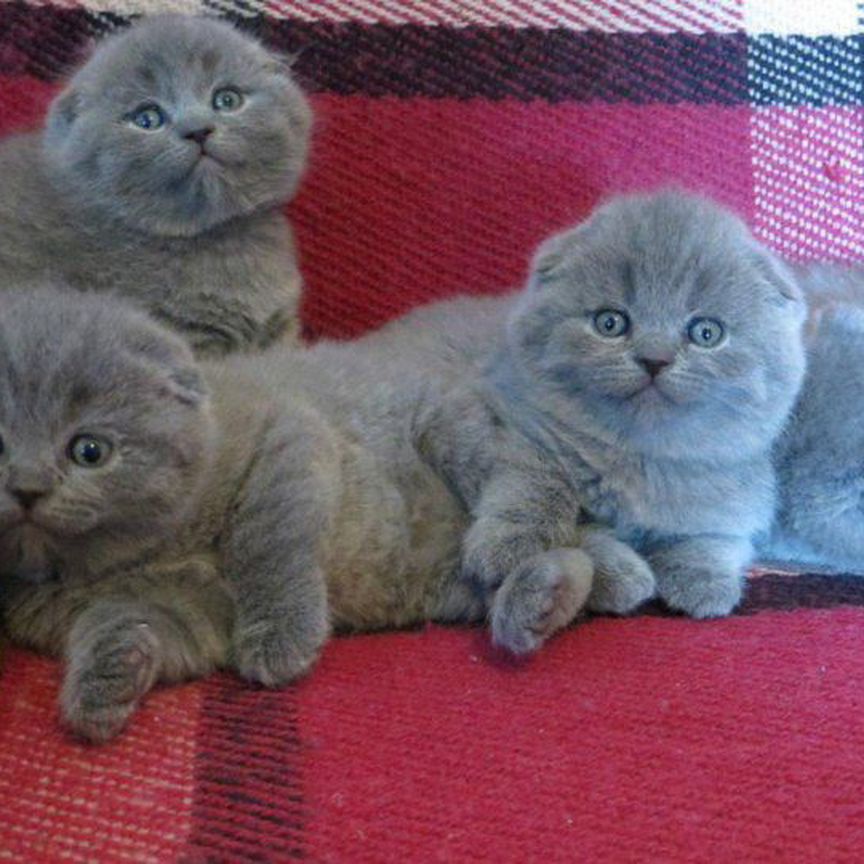 Вислоухие котята
