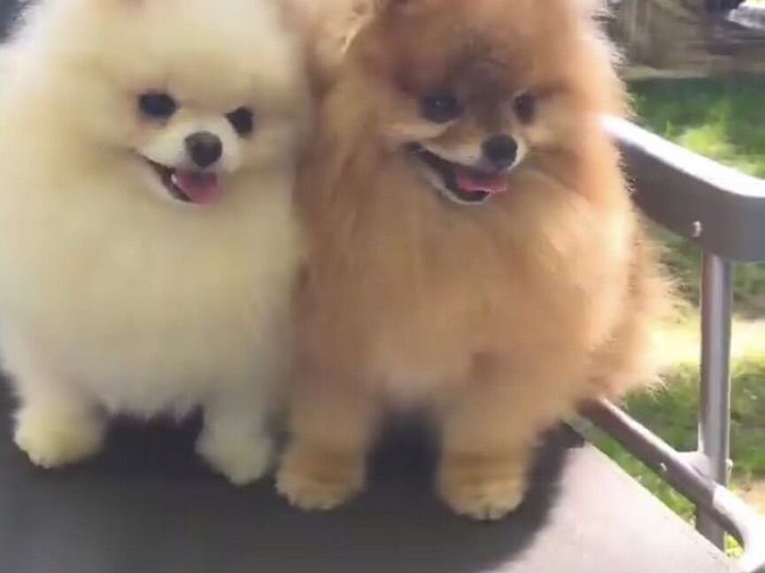 Мальчик шпица 1,5 года рыжий на фото