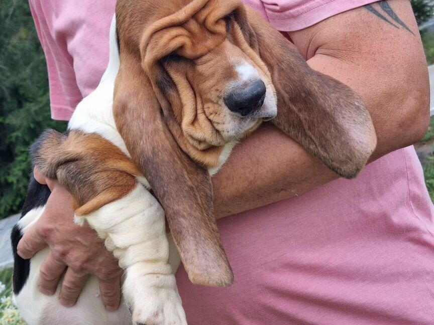 Бассет хаунд