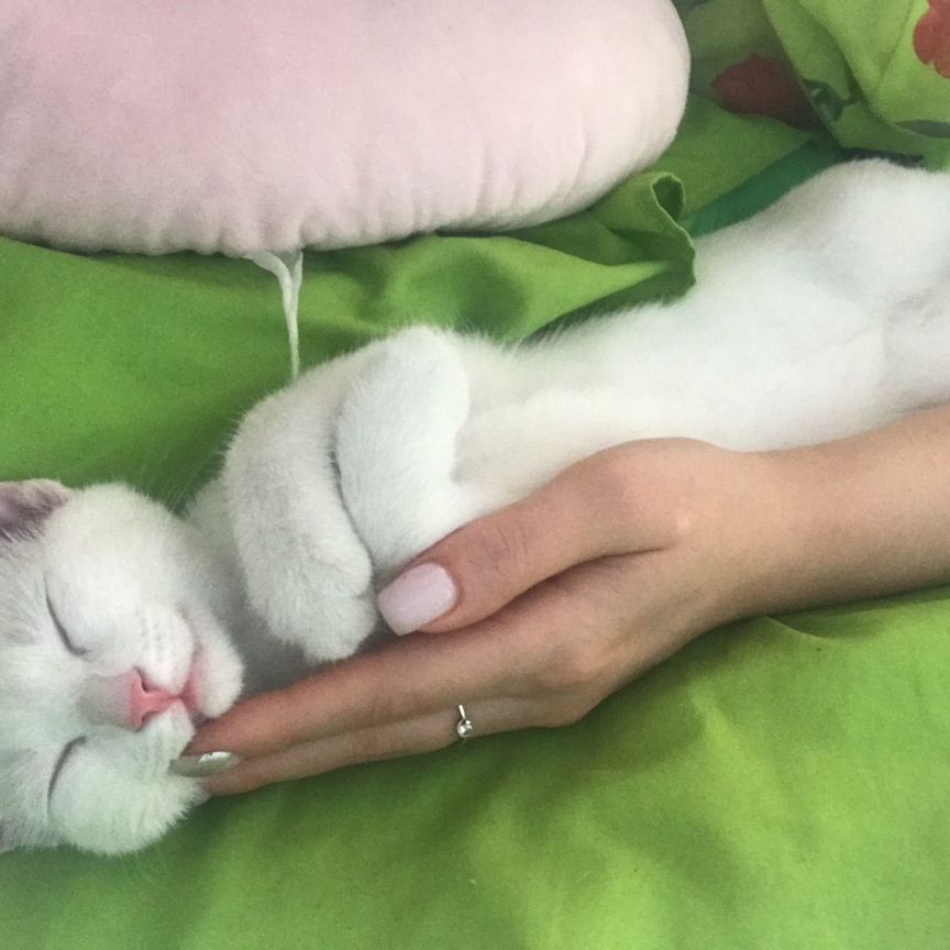 Кошечка Барби